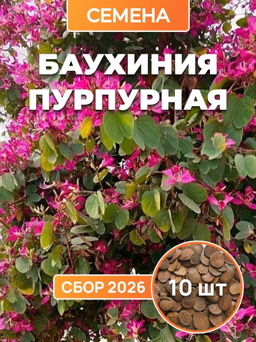 Баухиния пурпурная Орхидейное дерево комнатное, семена 10 шт