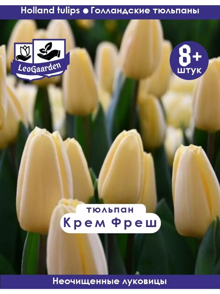 Тюльпан Луковица, Крем Фреш, 8+ шт