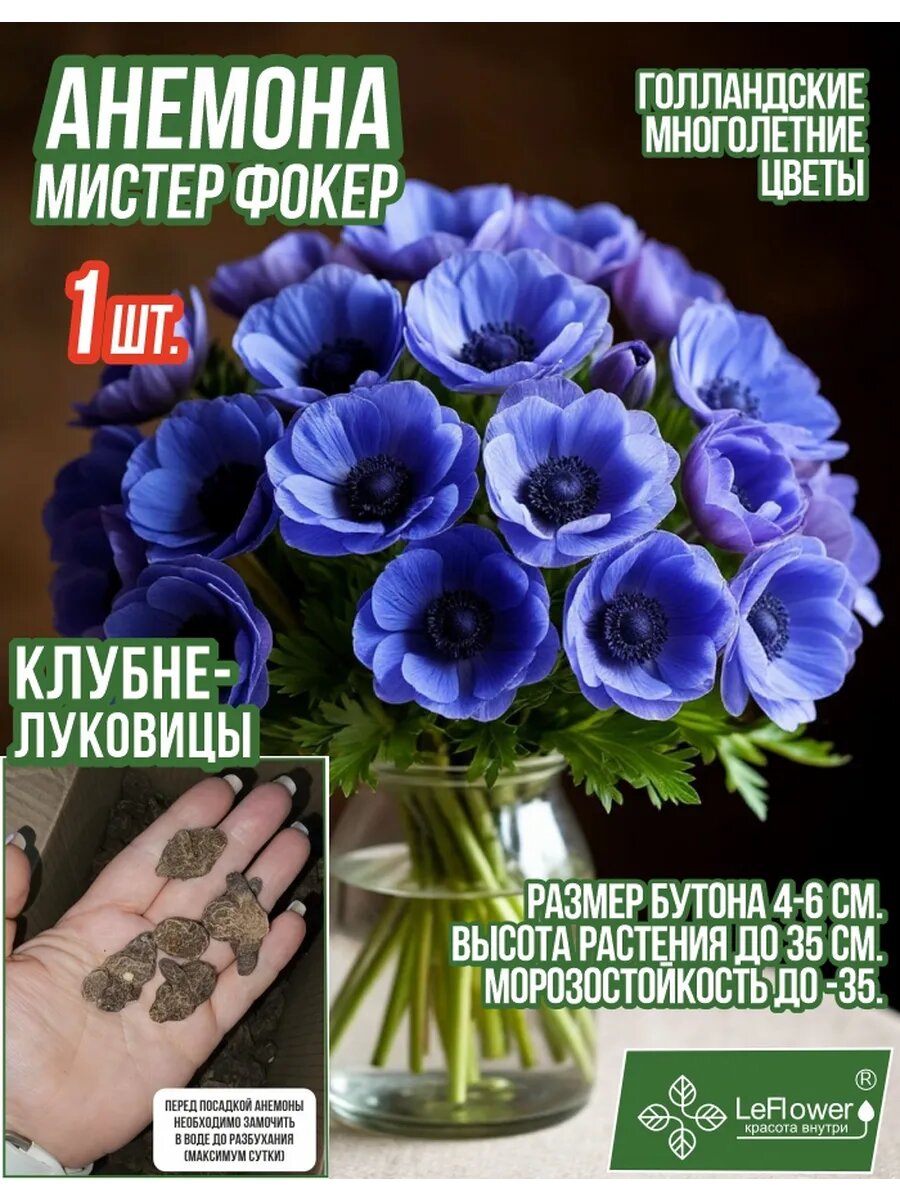 Анемона луковицы, Мистер Фокер 1шт