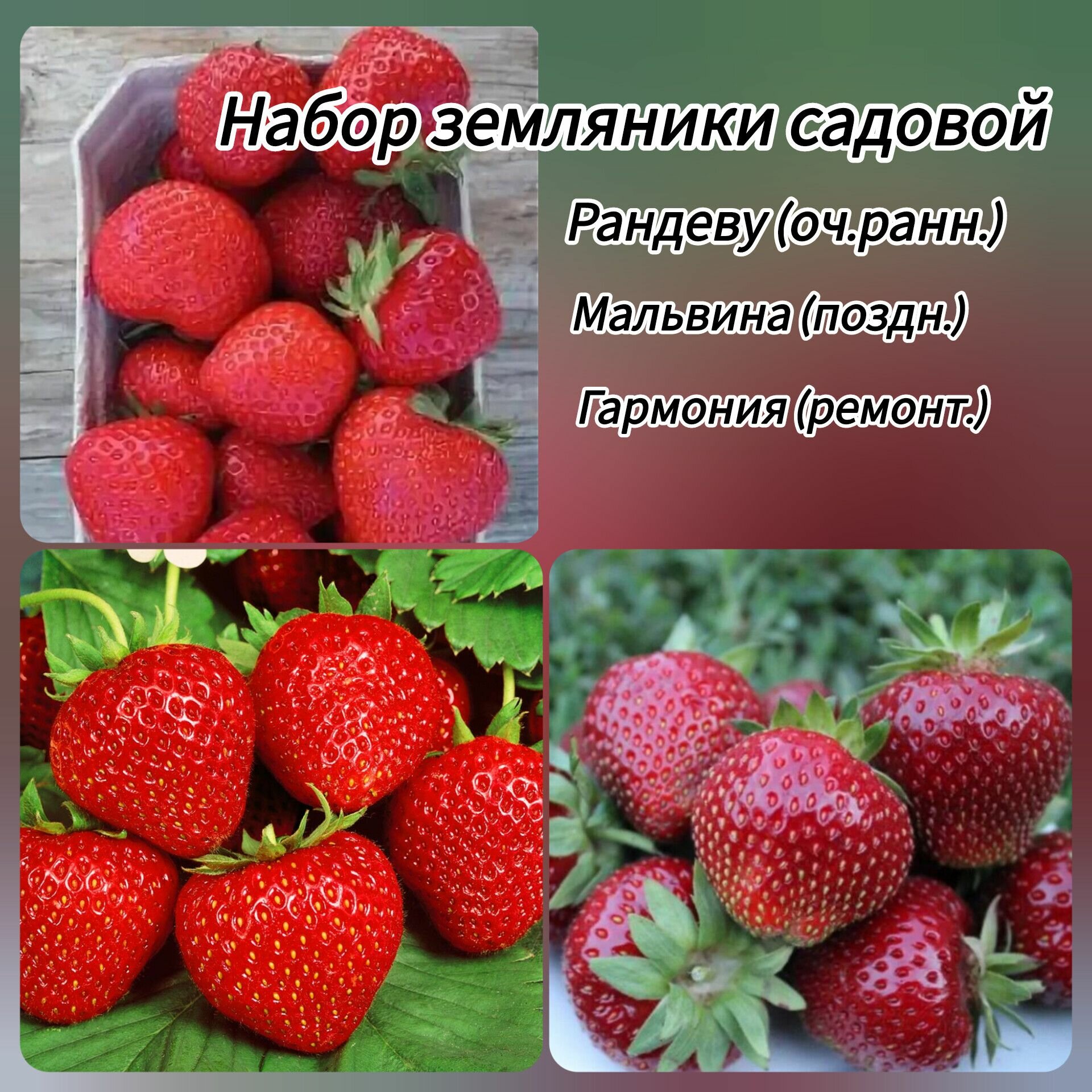 Земляника садовая, набор Рандеву, Мальвина, Гармония, 15 шт