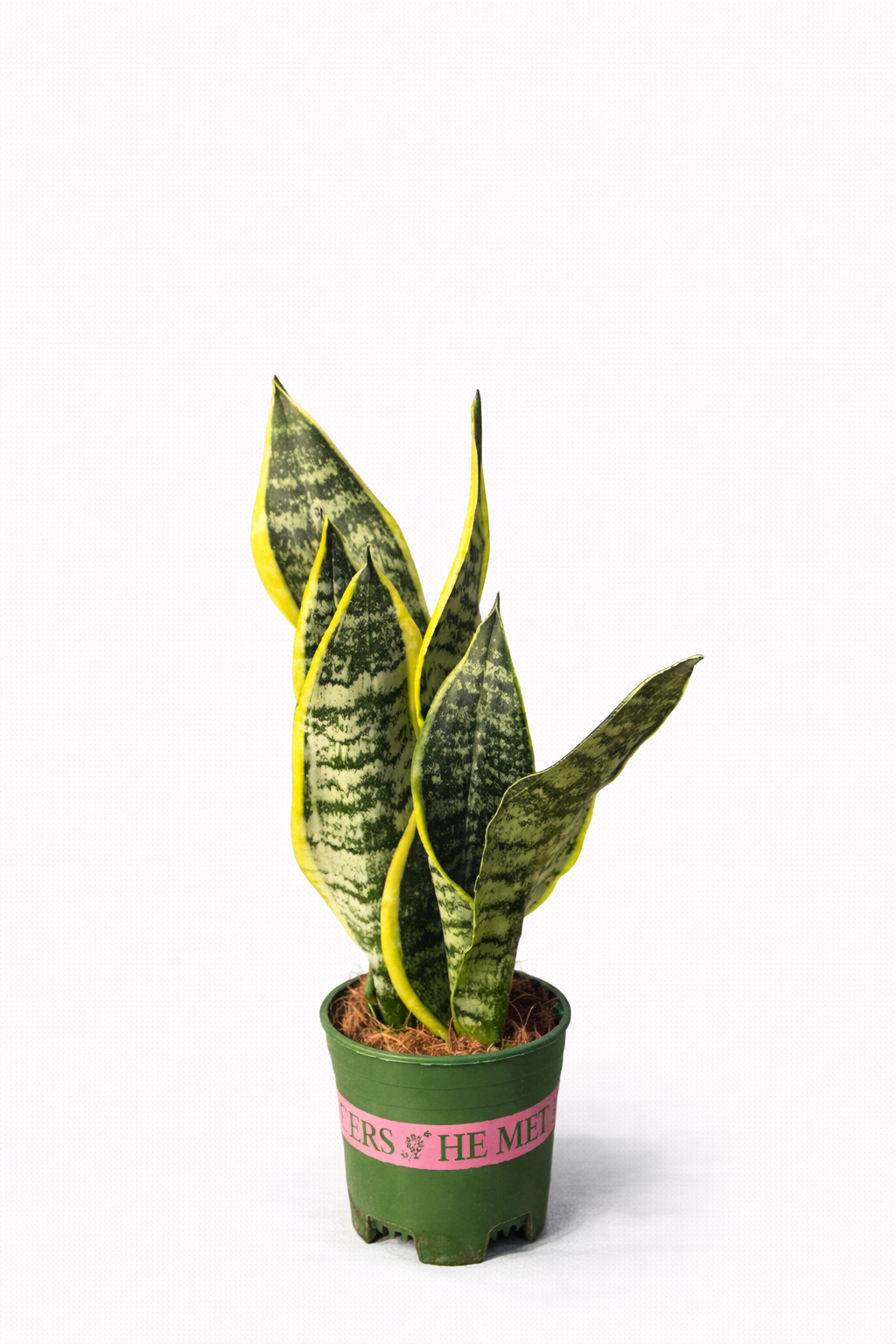 Сансевиерия Лауренти "З/О" (Sansevieria ‘Laurentii’) 12/45см