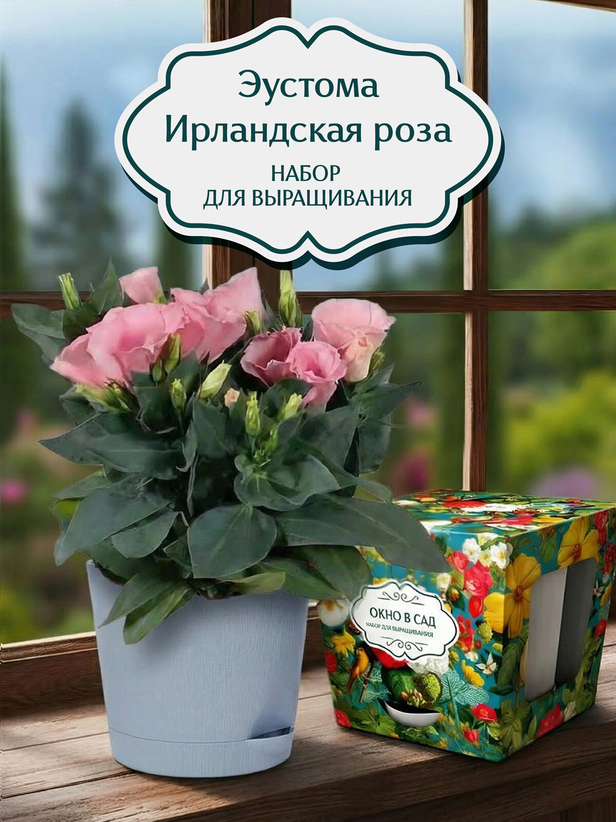 Набор для выращивания Ирландская роза (эустома) "Окно в сад", для детей и взрослых