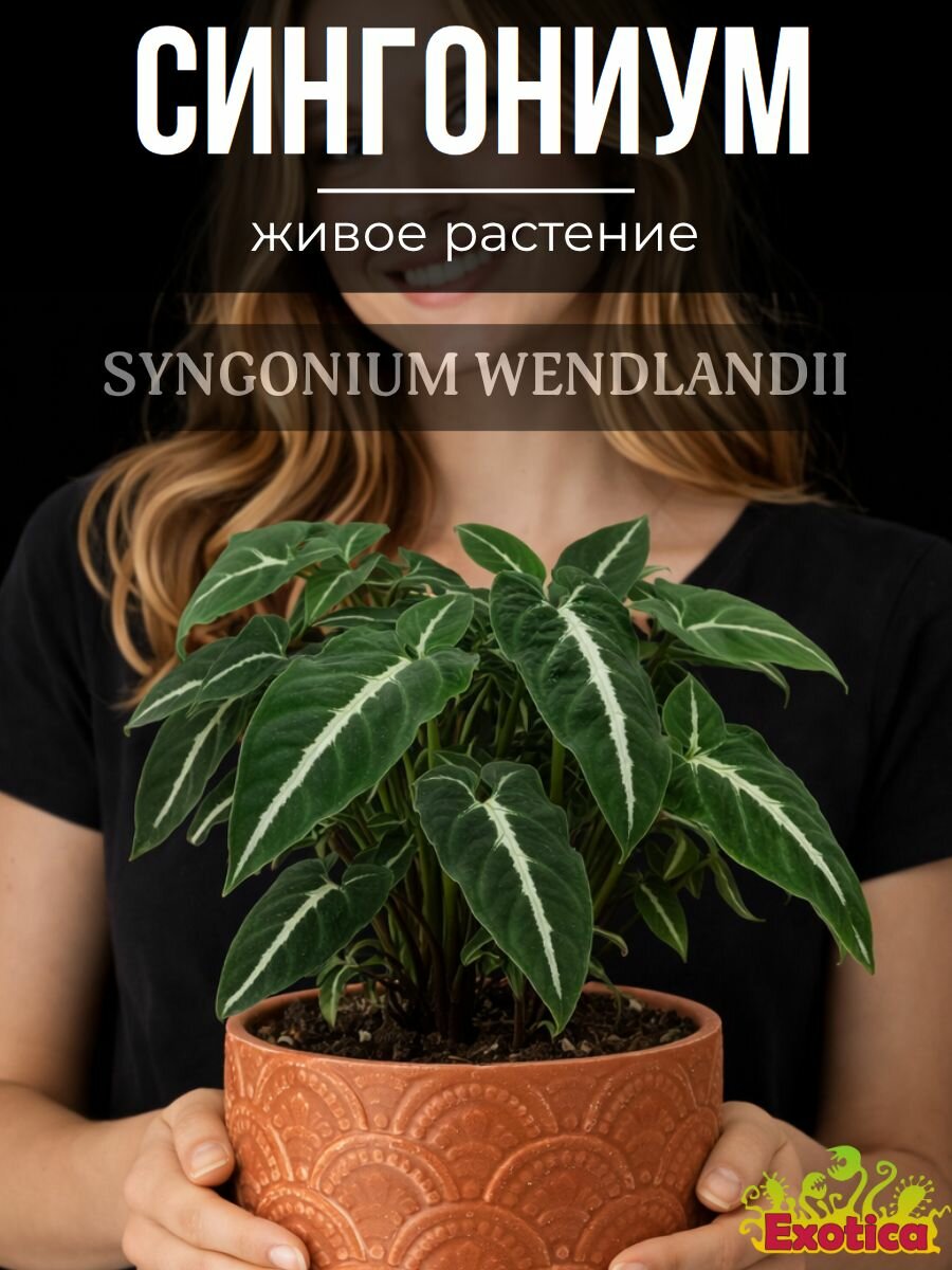 Сингониум Вендланда (Syngonium Wendlandii) D6см, домашнее растение