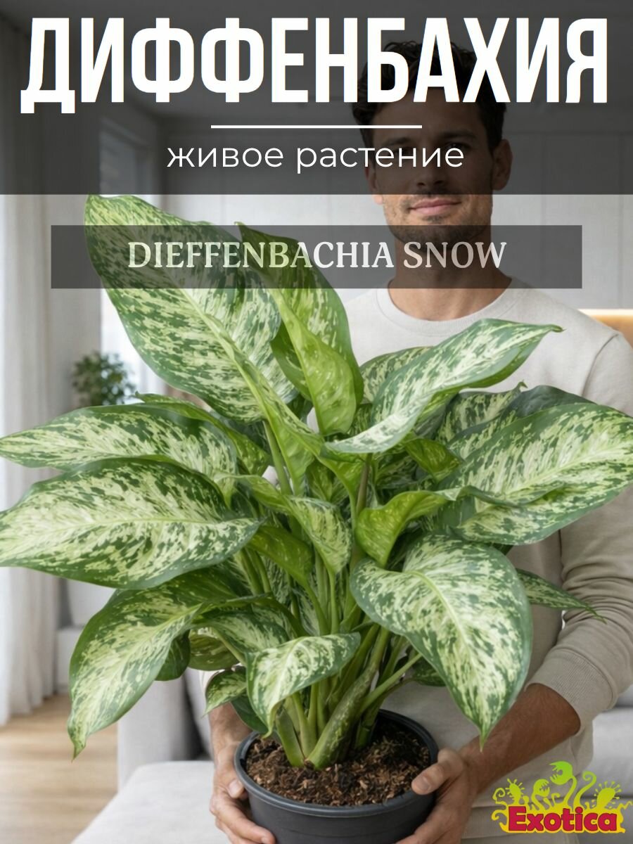 Диффенбахия Сноу (Dieffenbachia Snow) D6см, живой цветок