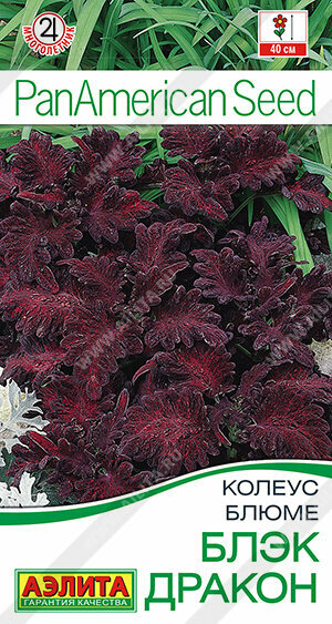 Семена аэлита "Колеус блюме Блэк Дракон", декоративно-лиственное, 5 шт