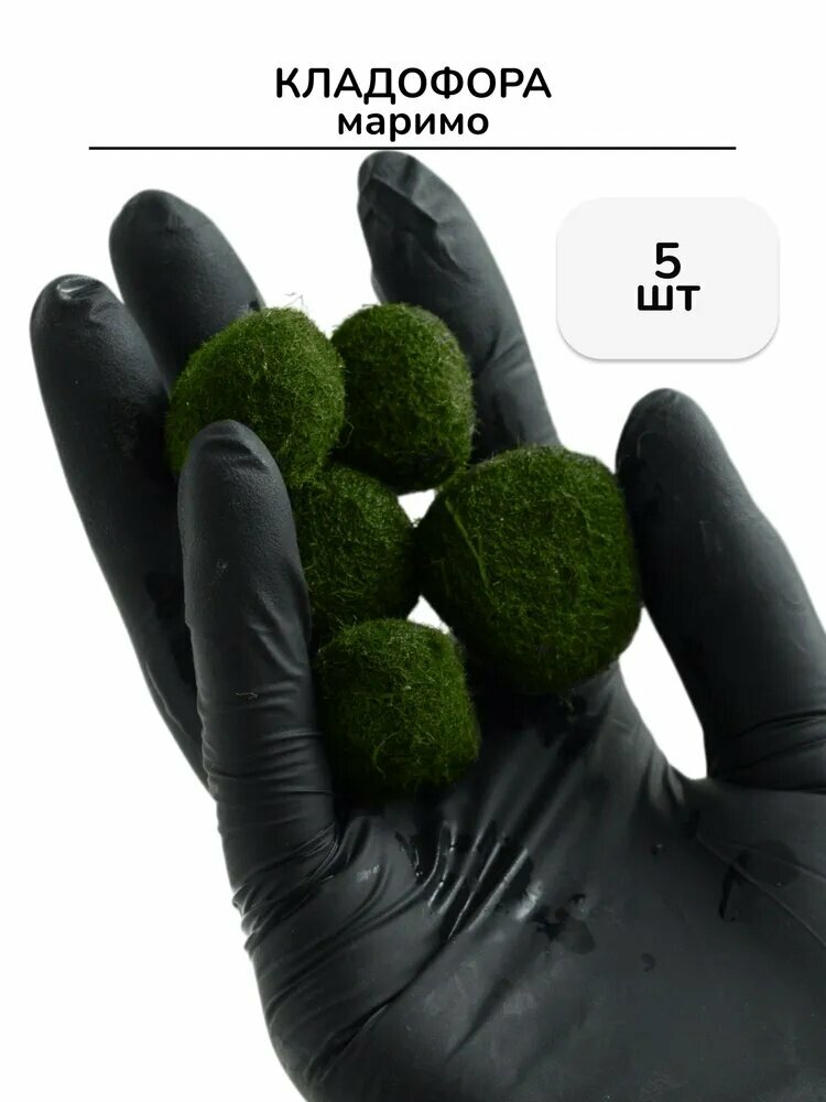 Живое растения для аквариума Кладофора (Маримо) мшистый шар 5 шт