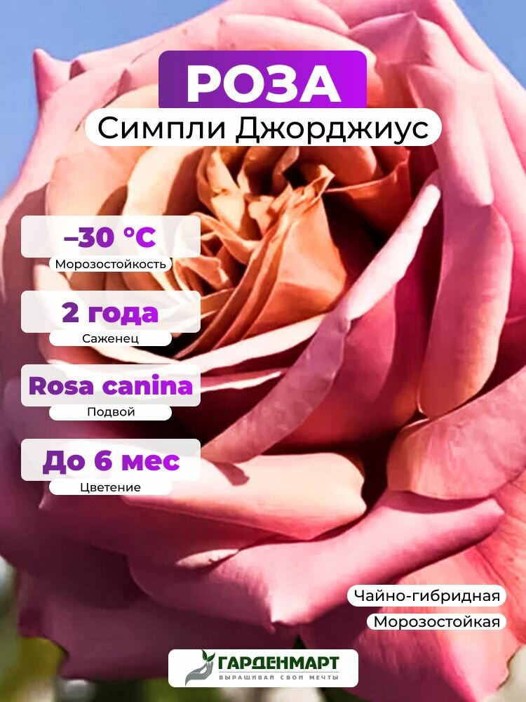 Саженец Роза чайно-гибридная морозостойкая Симпли Джорджиус