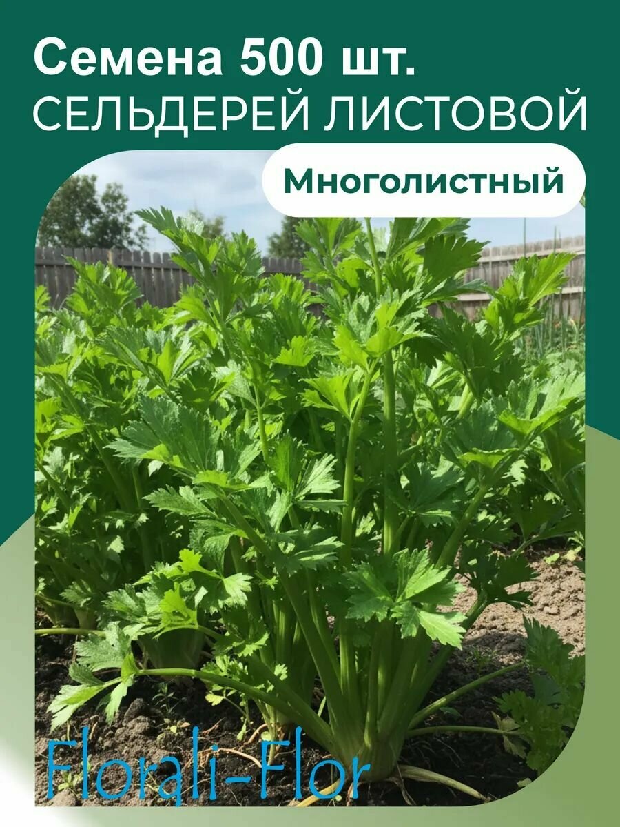 Сельдерей Листовой Семена