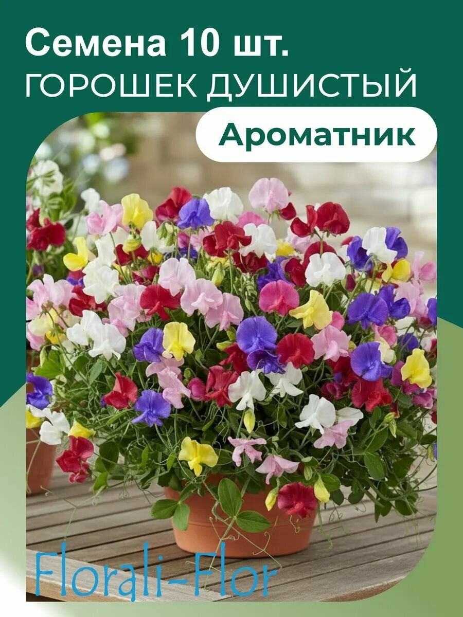 Горошек Душистый Семена