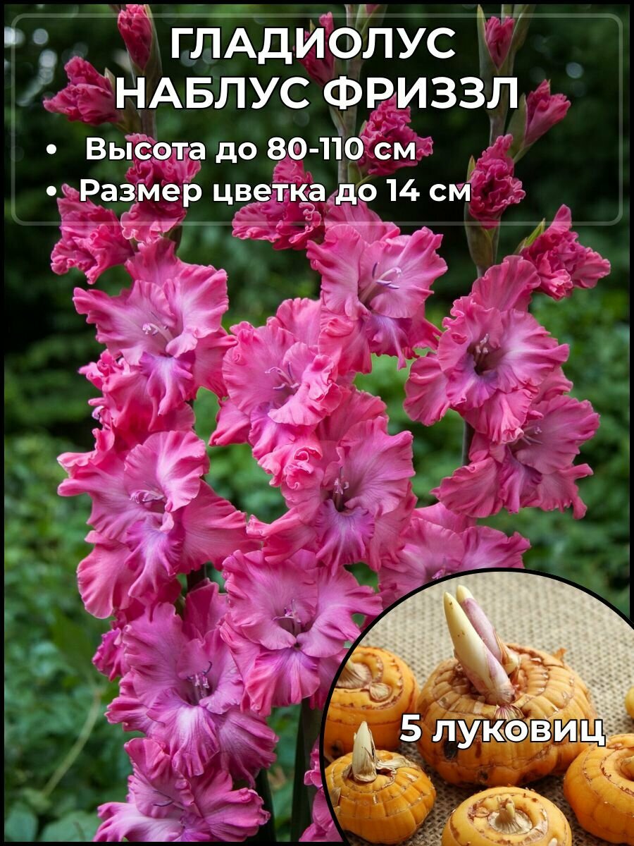Гладиолус Наблус Фриззл, луковицы 5 штук