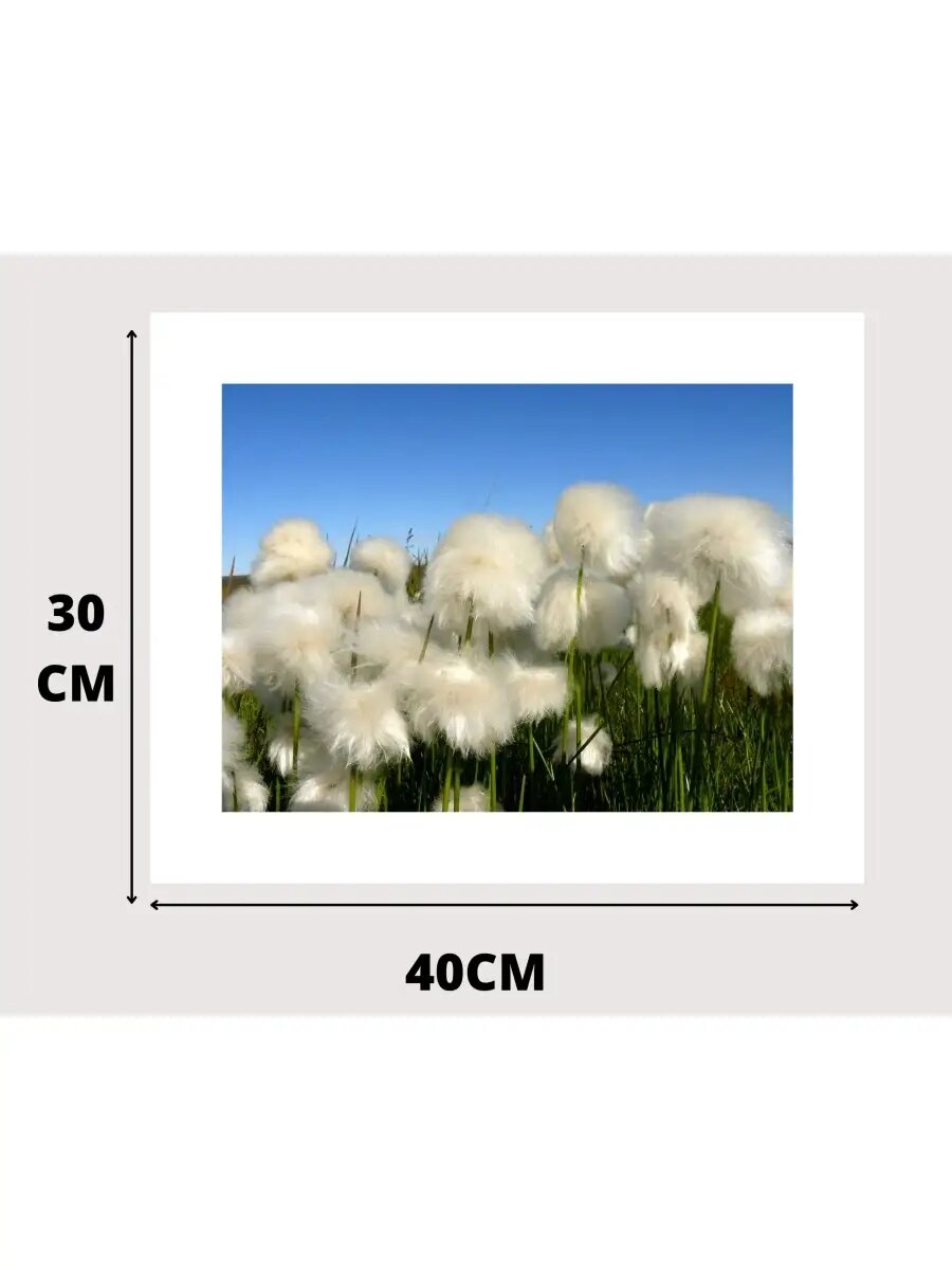 Постер (плакат) пушица, 40 x 30 см, материал бумага, без рамы