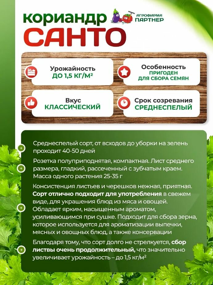 Семена кориандра Санто — фото 1