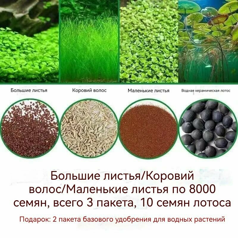 Семена растений для аквариума. Глоссостигма аквариумное растение живое.