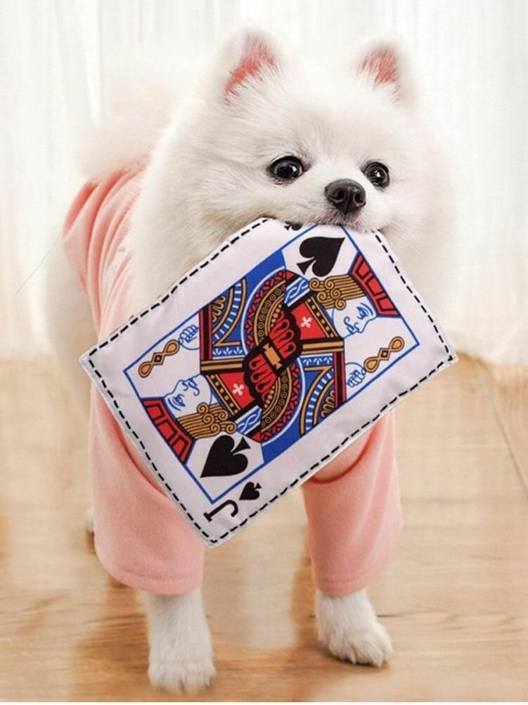 Газета для собак/Сопротивление укусам/скрежетание зубами