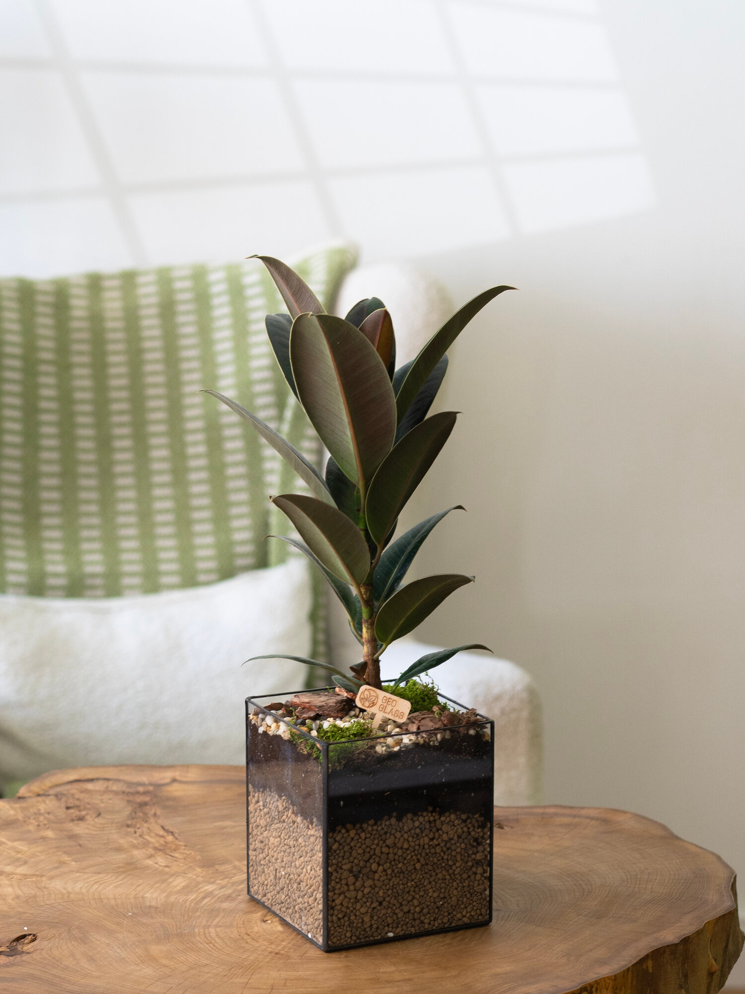 Geo Glass: Фикус Эластика , фикус живой в стеклянном кашпо из стекла 30 см , комнатное растение