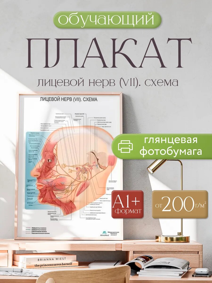 Лицевой нерв (VII) Схема плакат, глянцевая фотобумага от 200 г/кв. м, размер A1+