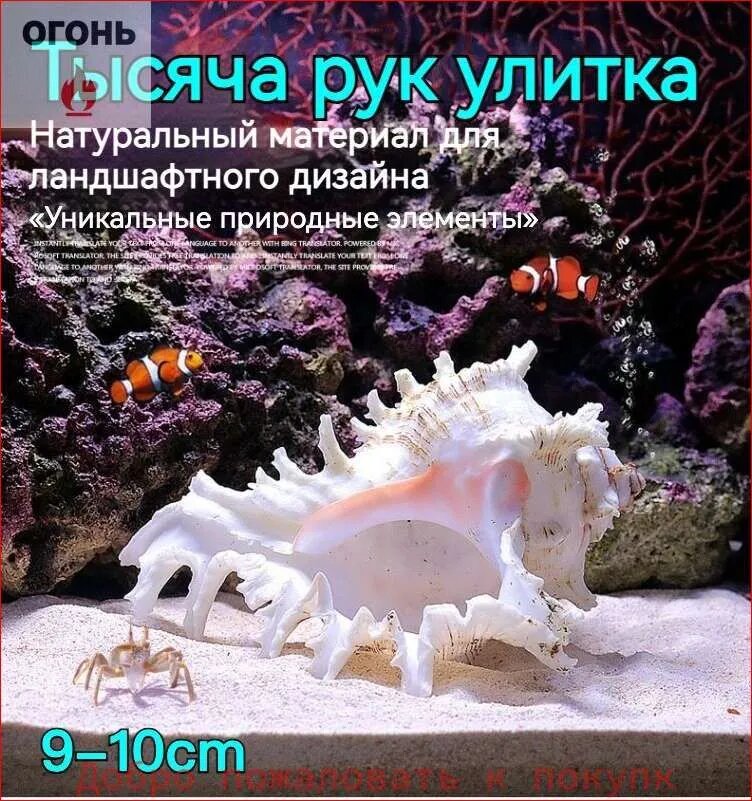 Ракушка морская, натуральная Мурекс, " Белая невеста" 9-10см./декорация для аквариума
