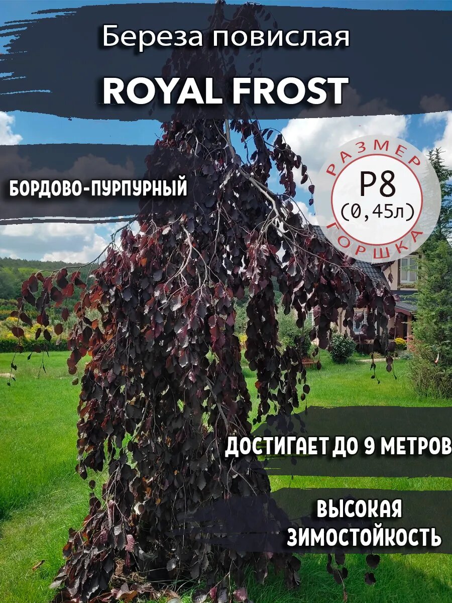 Береза повислая Садовые Растения "Royal Frost", бордовая, высота 9 м