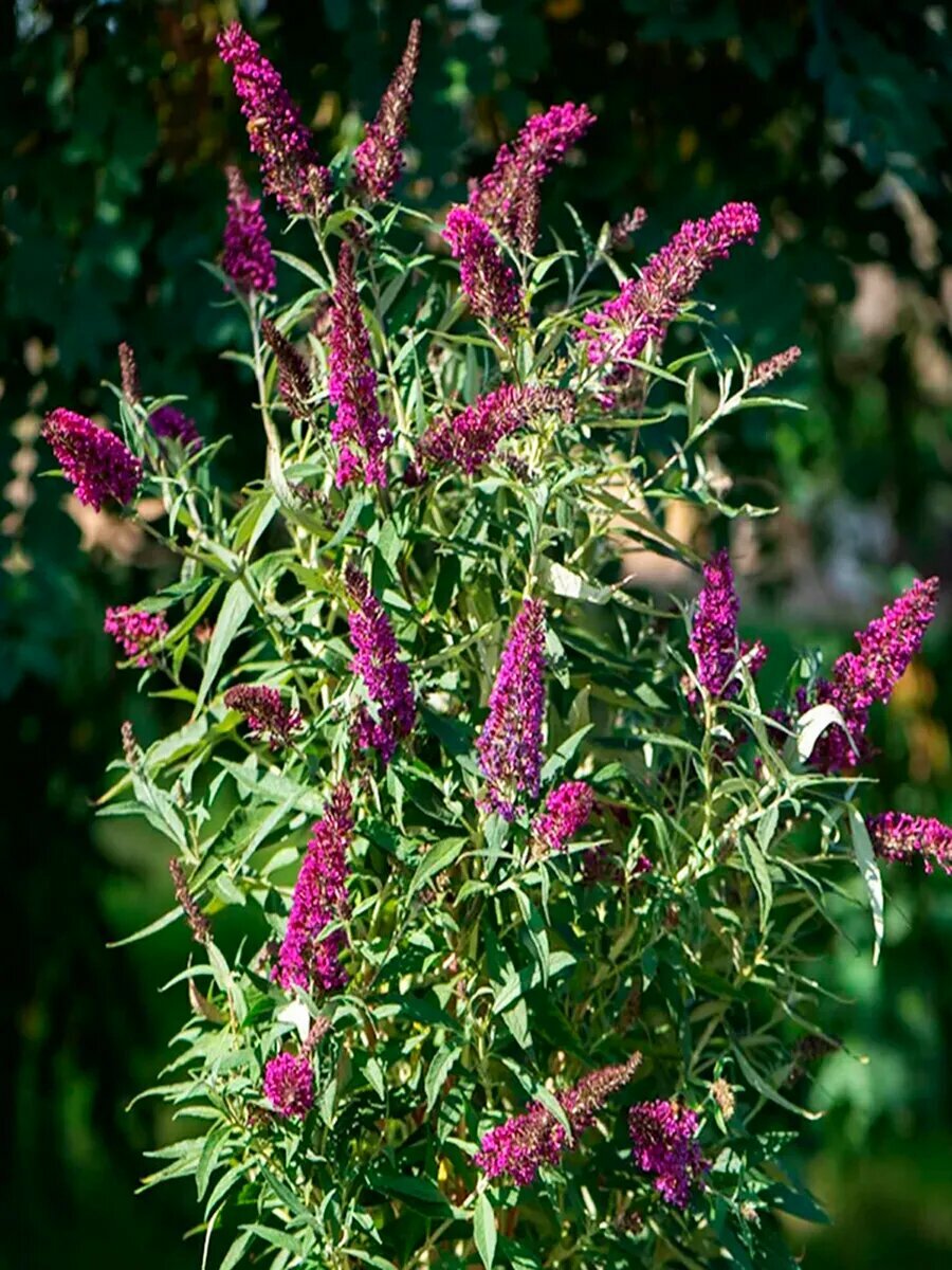 Буддлея давида Butterfly Tower