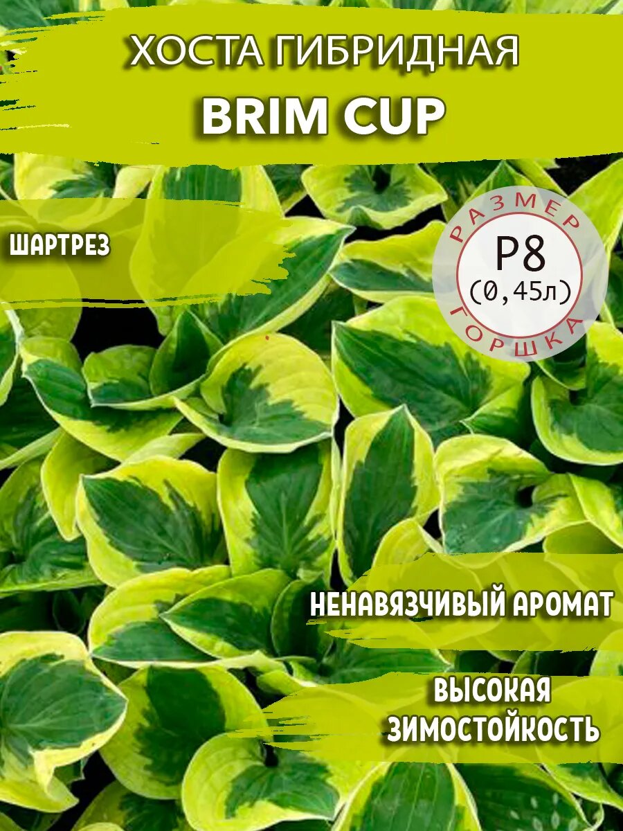 Хоста гибридная Садовые Растения Brim Cup, многолетняя, 40см