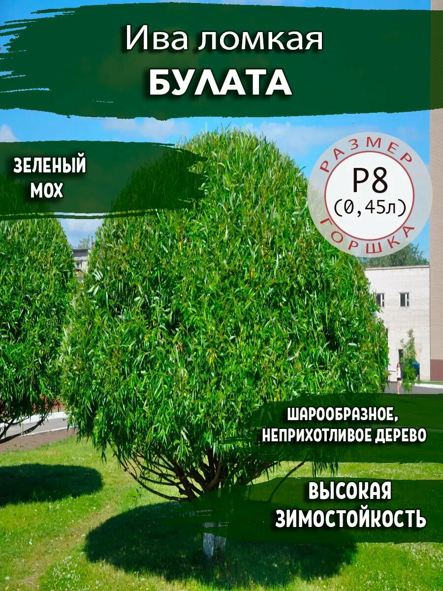 Ива ломкая Булата