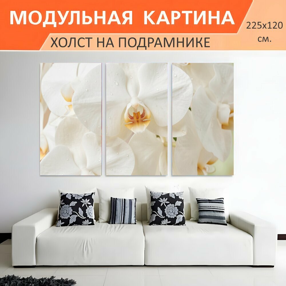 Модульная картина на холсте "Белые орхидеи с каплями росы. Нежные тропические цветы крупным планом, лепестки с каплями воды." триптих на подрамнике 225х120 см. для интерьера