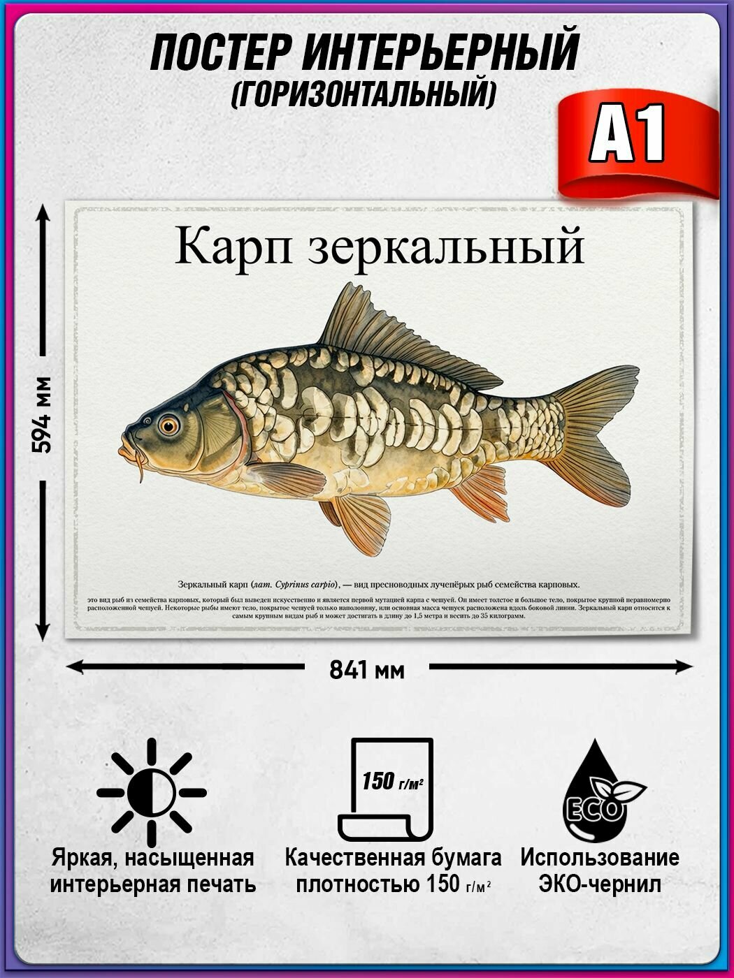 Постер интерьерный "Карп зеркальный", плакат, подарок на День рыбака / А-1 (84x60 см.)
