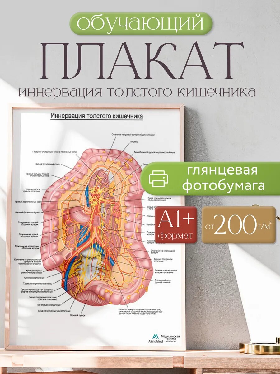 Автономная иннервация толстого кишечника, плакат глянцевый А1+, плотная фотобумага от 200г/м2