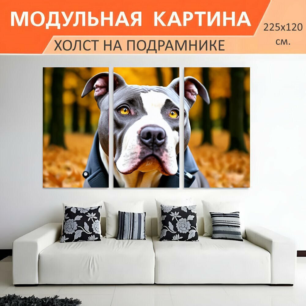Модульная картина на холсте "Крупный план головы собаки породы питбуль с серо-белым окрасом, виляющими ушами и пронзительными." триптих на подрамнике 225х120 см. для интерьера