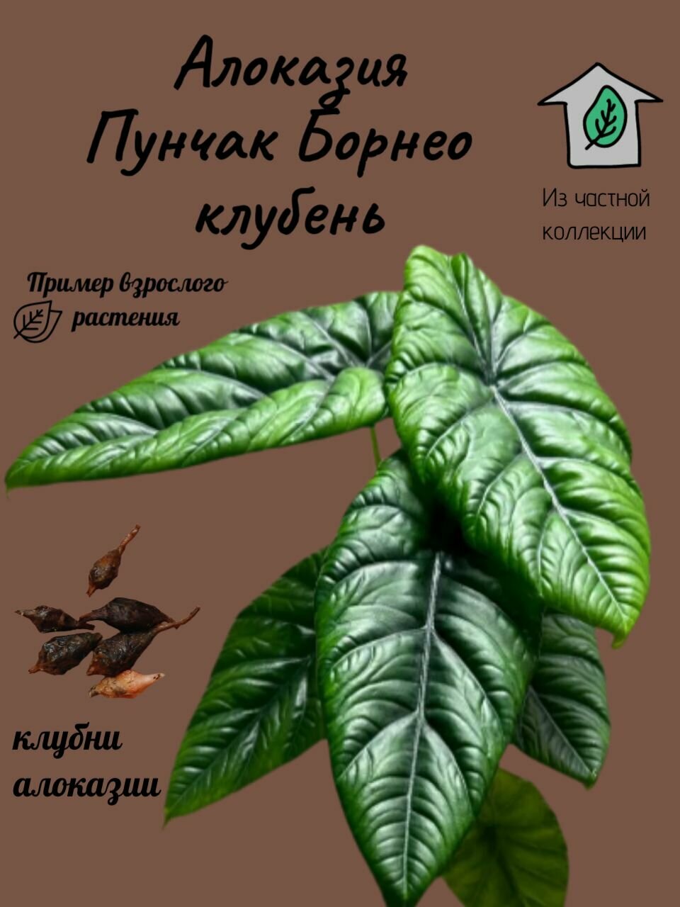 Алоказия Пунчак Борнео / клубень