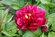 Пион Heavenly Red