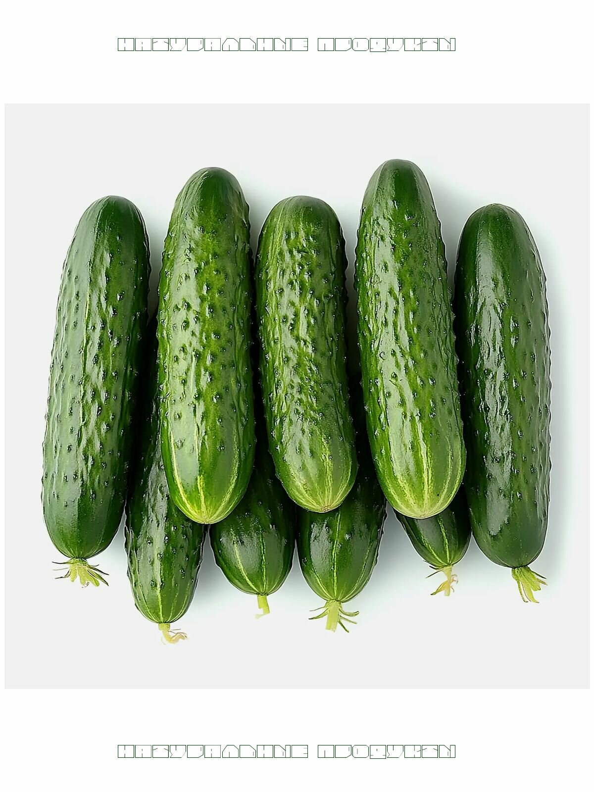 Огурцы луховицкие свежие, фермерские, хрустящие, 1 кг (для салата и засолки)