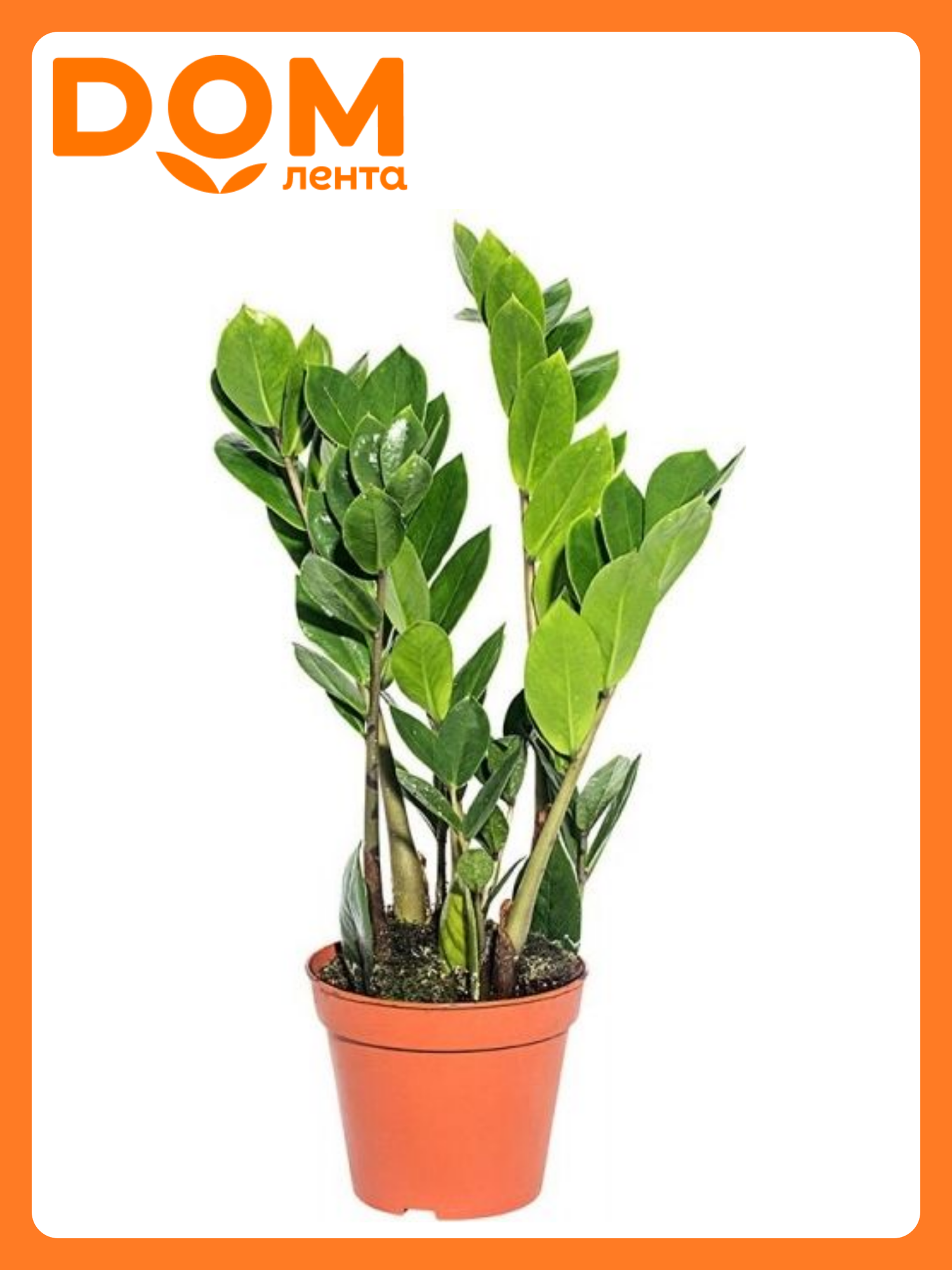 Растение Замиокулькас "Микс", декоративно-лиственное, высота 50 см, диаметр горшка 12 см