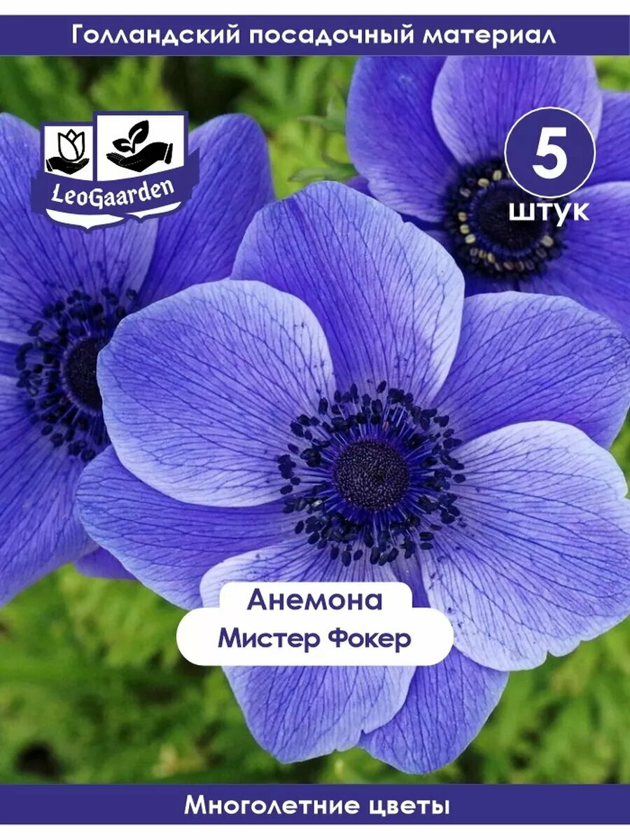 Анемона луковицы, Мистер Фокер 5 шт