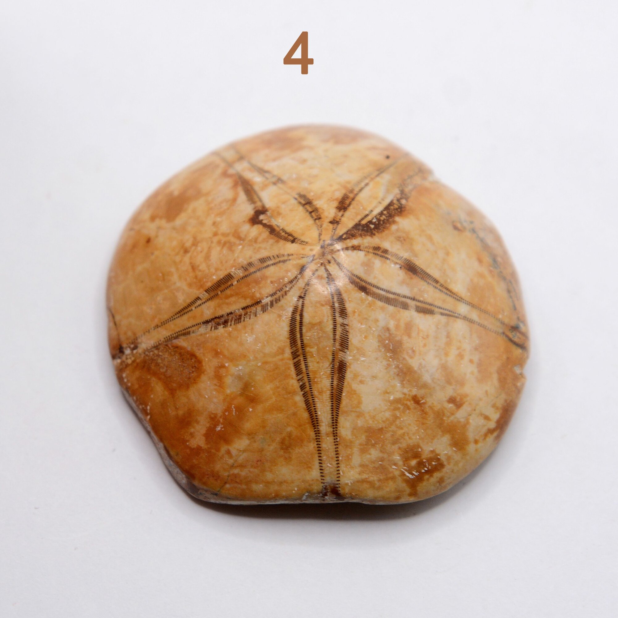 Морской Ёж (Мадагаскар) 78г. Pygurus Depressus, 100% природный