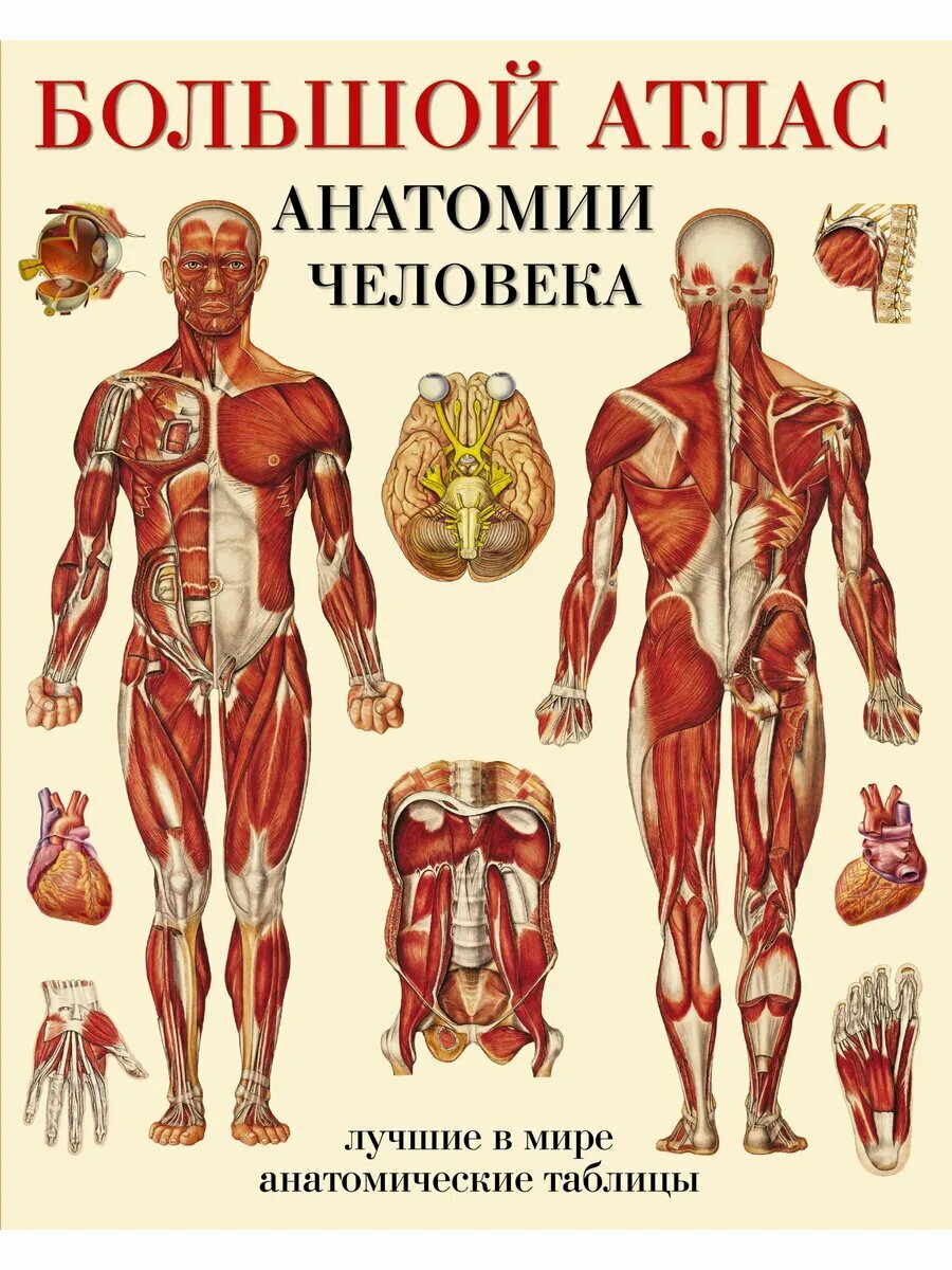 Большой атлас анатомии человека