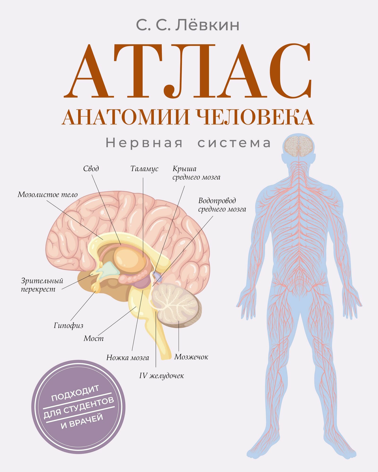 Атлас анатомии человека. Нервная система (м/о)