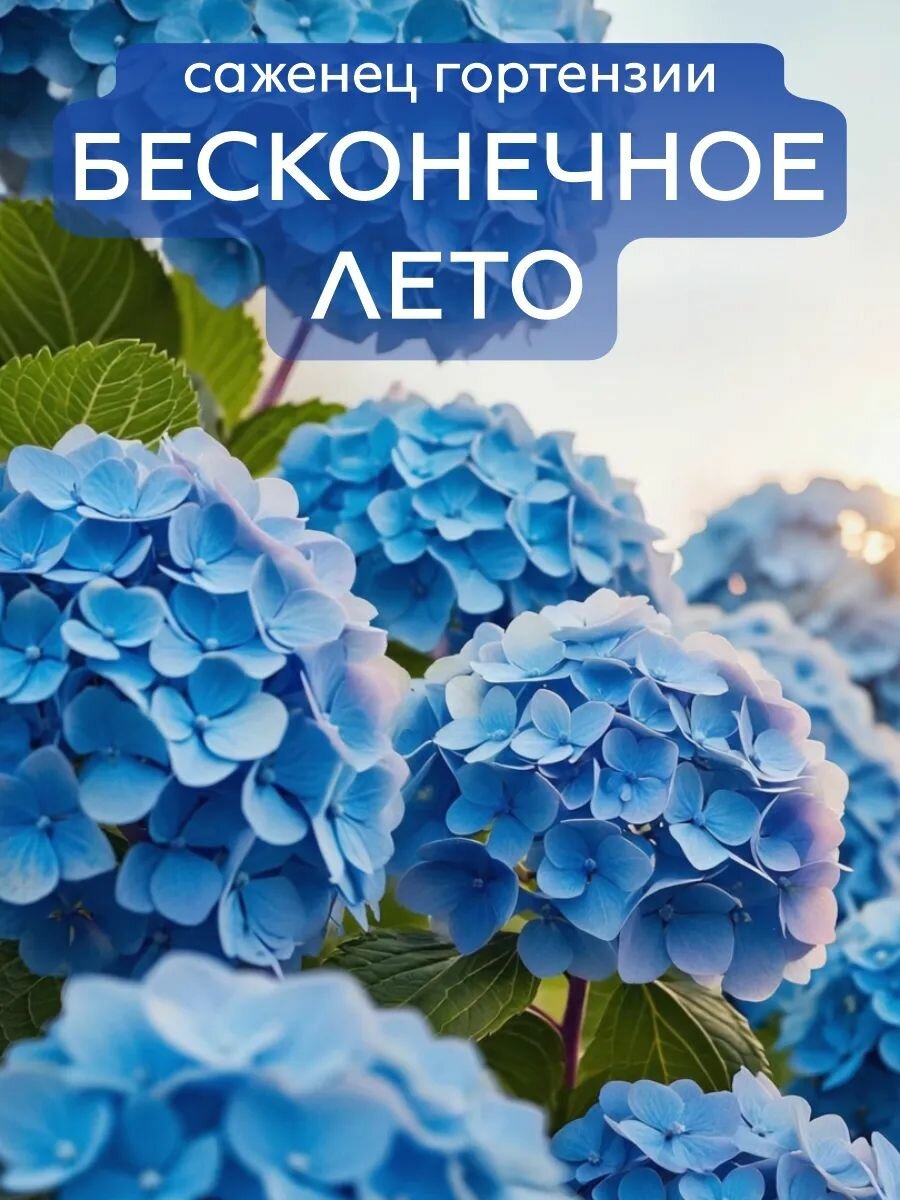 Гортензия крупнолистная сорт Бесконечное лето