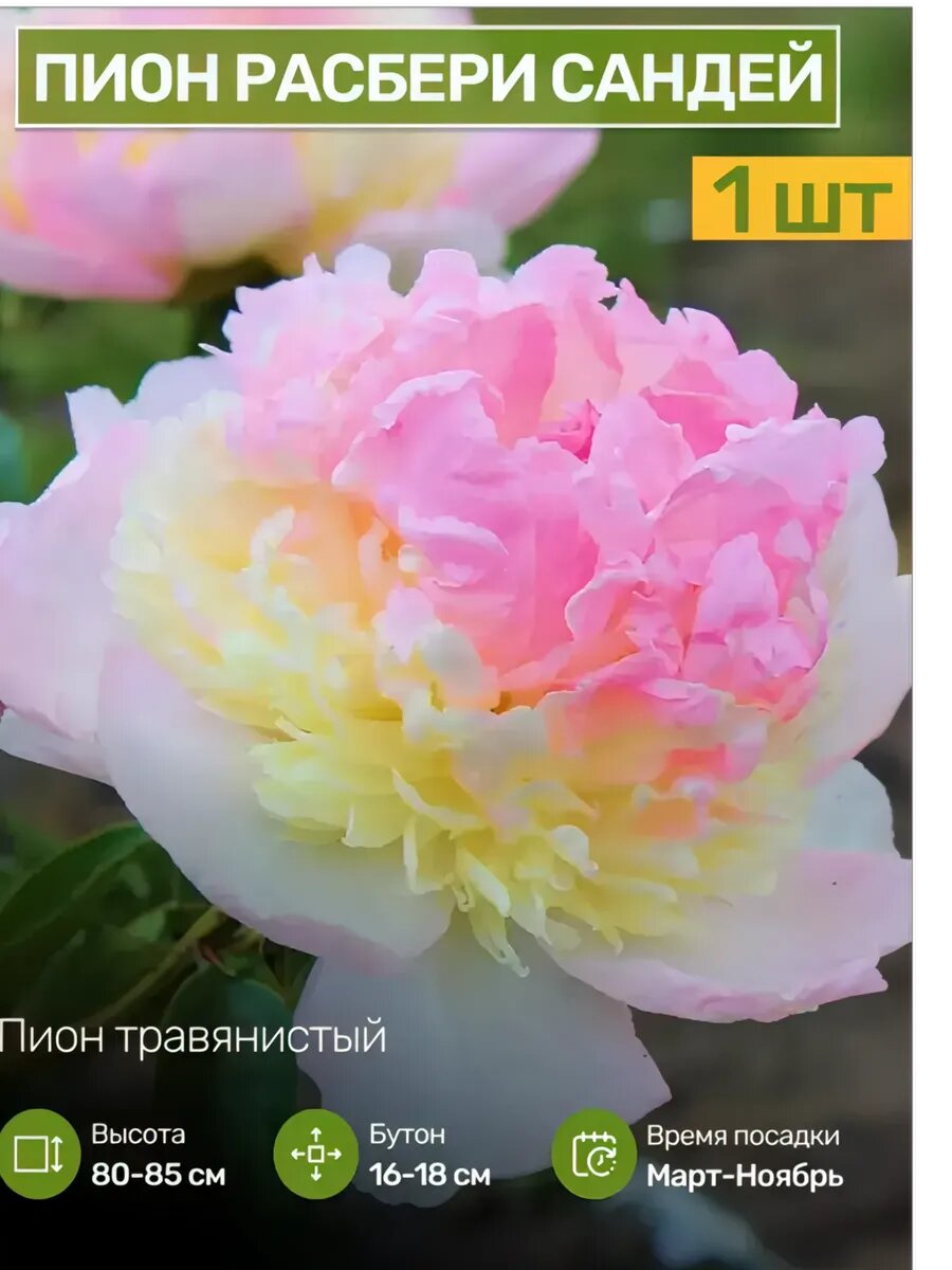 Пион расбери сандей