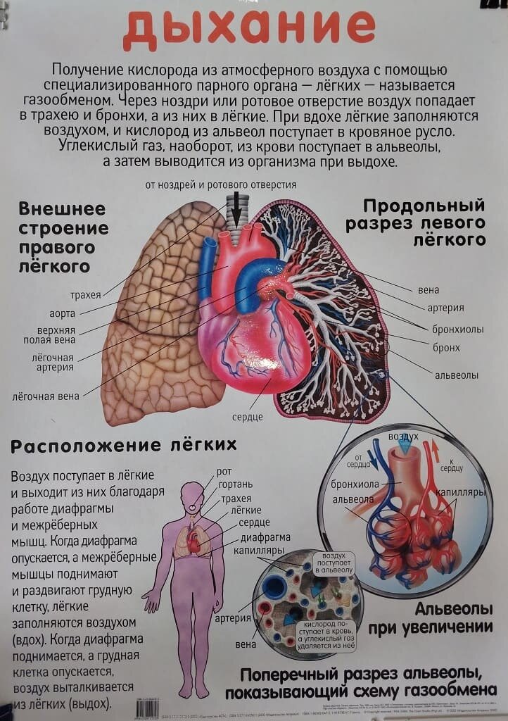 Плакат двухсторонний "Дыхание / Сердце" (48х68см, лам.)