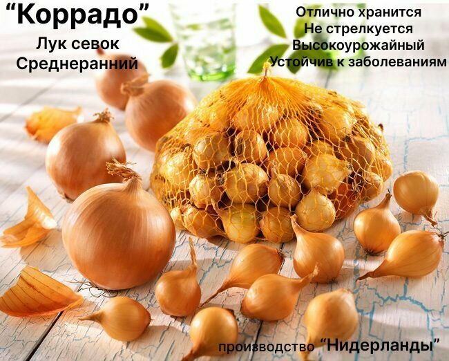 Лук севок озимый на посадку "Коррадо"600г