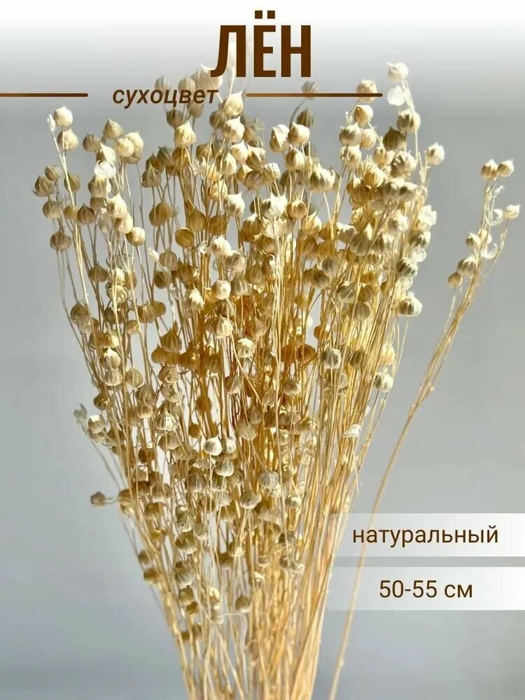 Сухоцветы Лен, 55 см, 50 гр