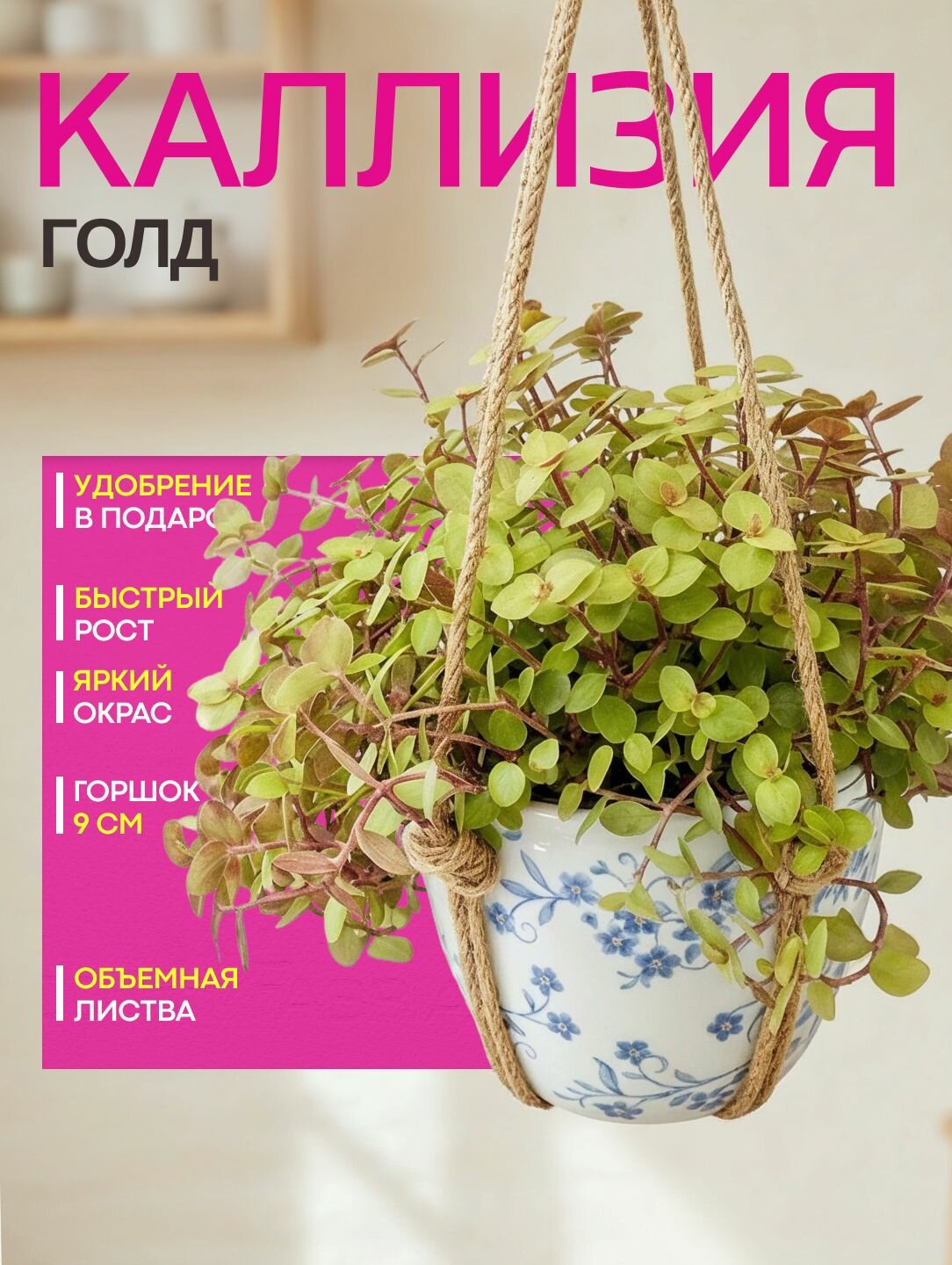 Каллизия Голд комнатный цветок в горшке живой