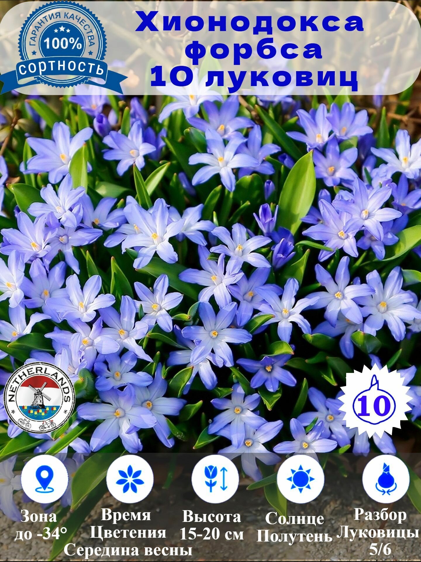 Хионодокса форбса, луковицы 10 штук