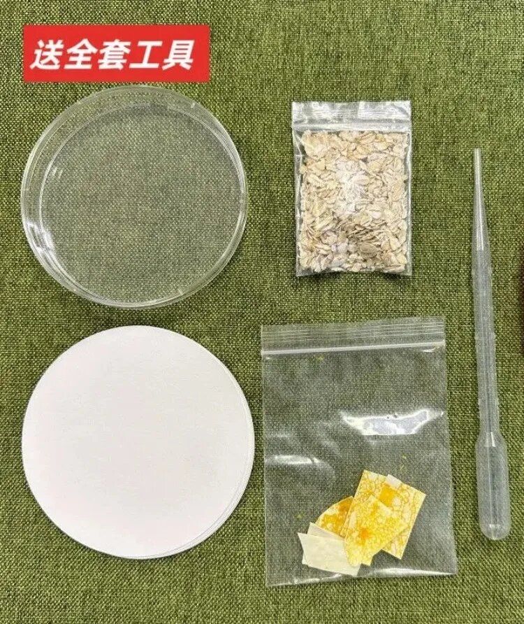 Набор для выращивания слизевой плесени Physarum Polycephalum P. polycephalum Kit