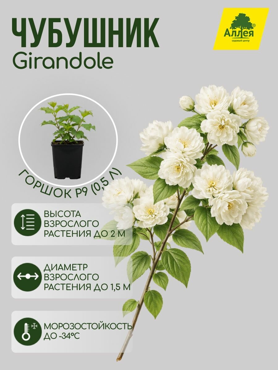 Чубушник / Philadelphus Girandole P9