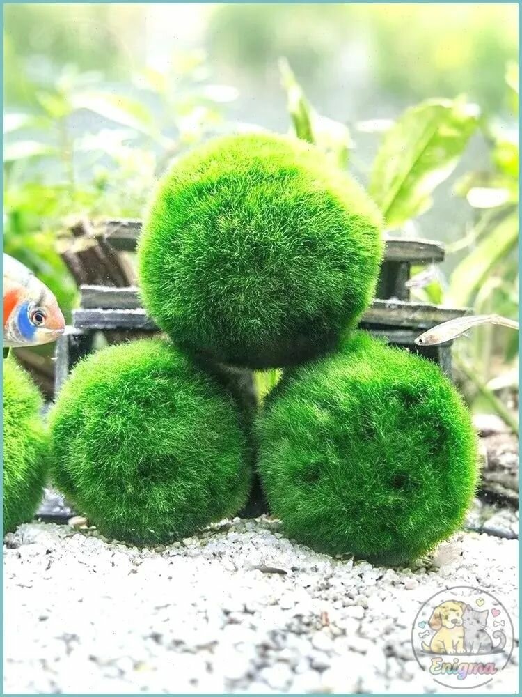 Аквариумный аквариумный шарик из морских водорослей 3 шт.