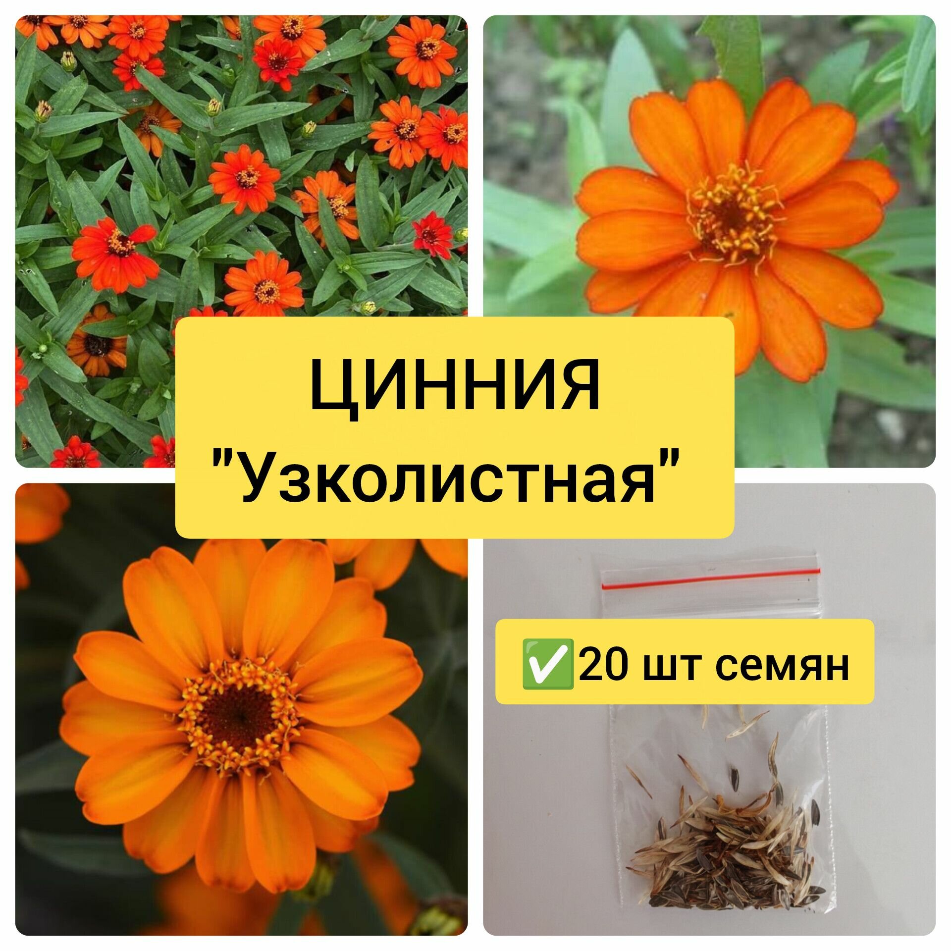 Семена Циннии Узколистная, 20шт, многолетние, высота до 20 см