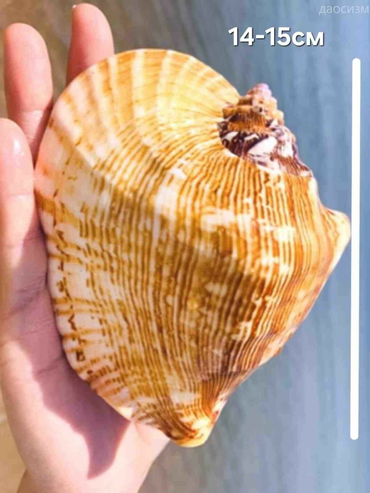 Ракушка морская, натуральная Стромбус Латиссимус 14-15см/декорация для аквариума