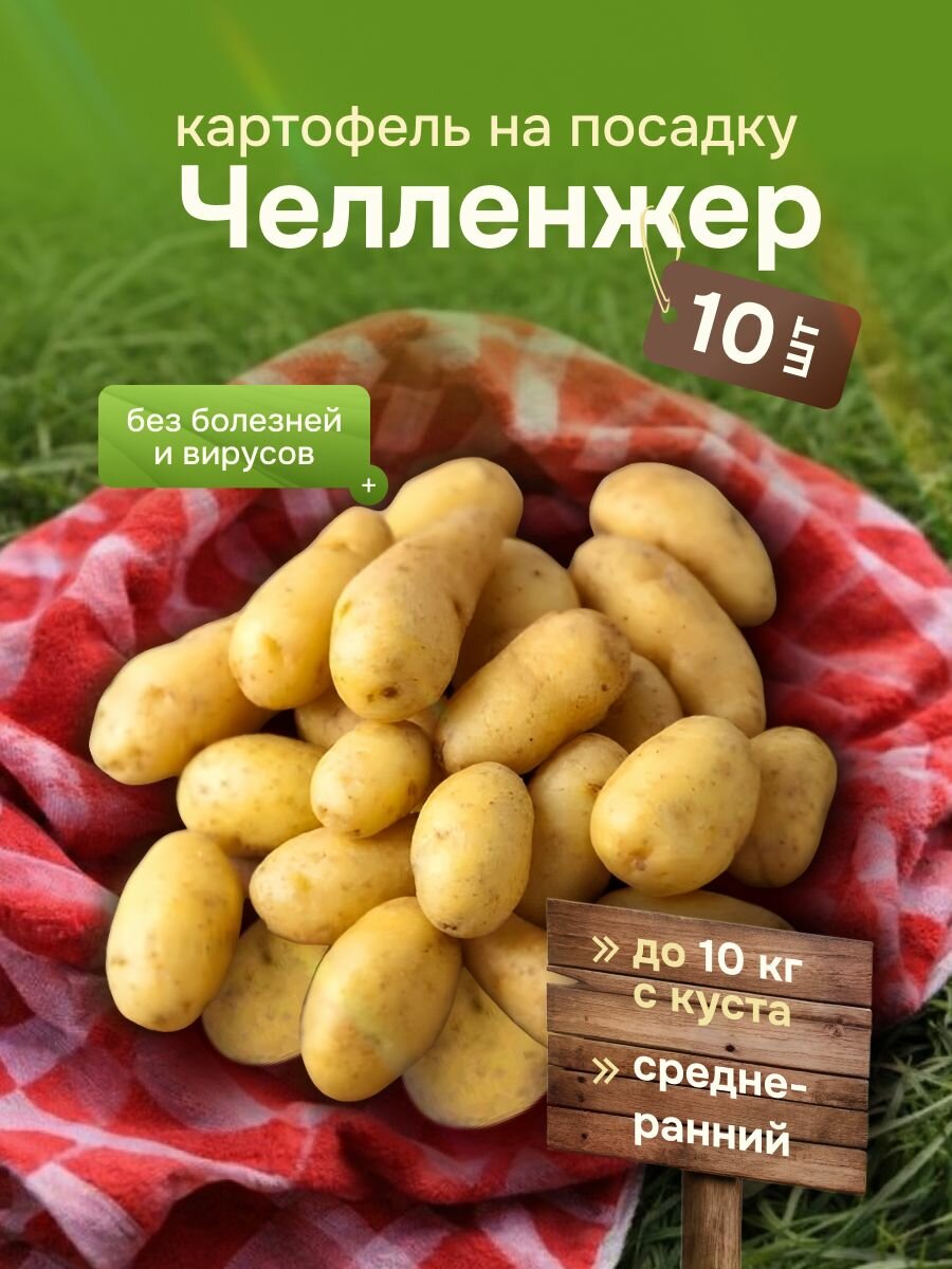 Картофель клубни на посадку Челленжер 10шт "средний"